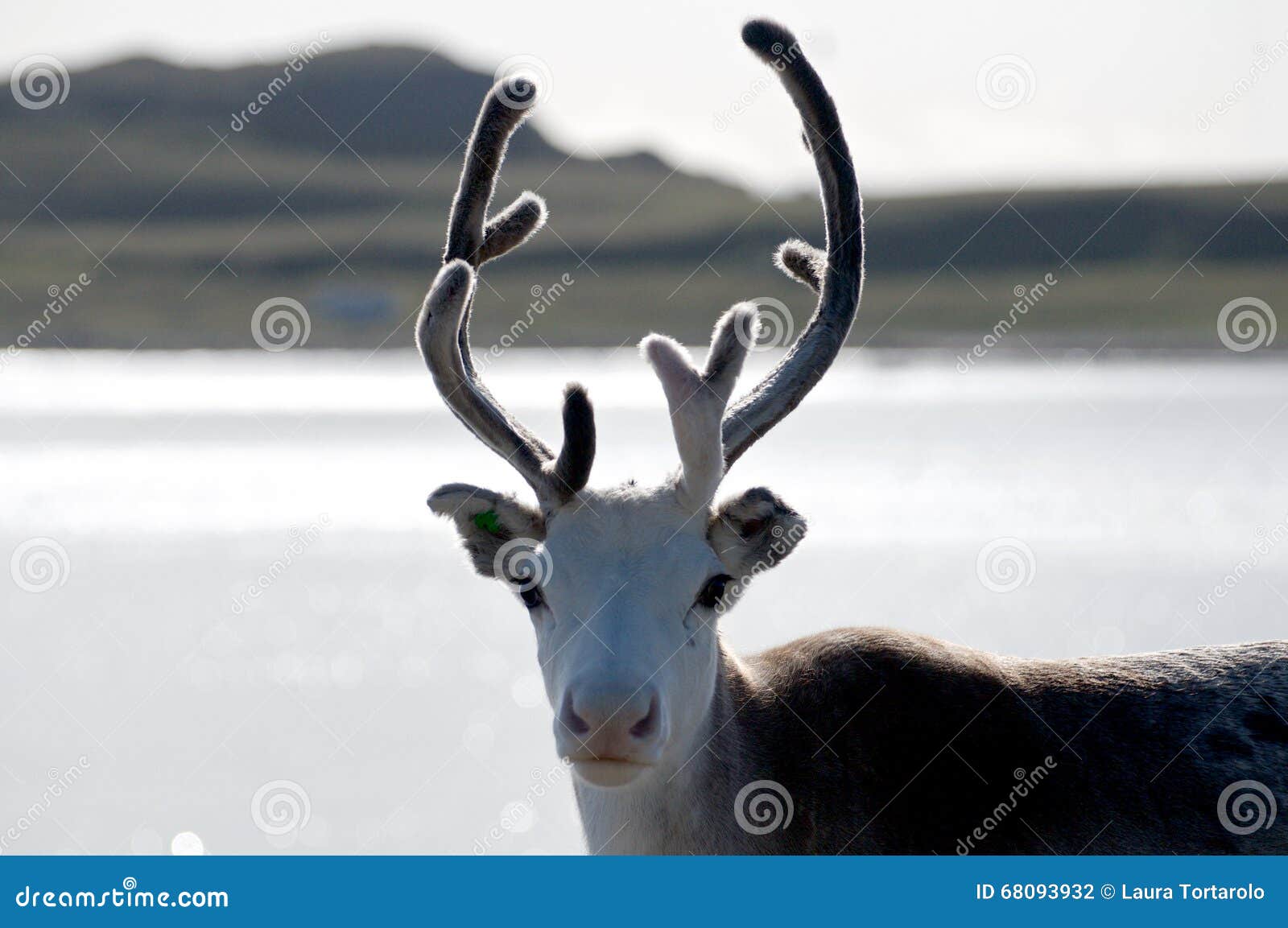 Face To Face with the Reindeer Stock Photo - Image of beautiful, nature ...