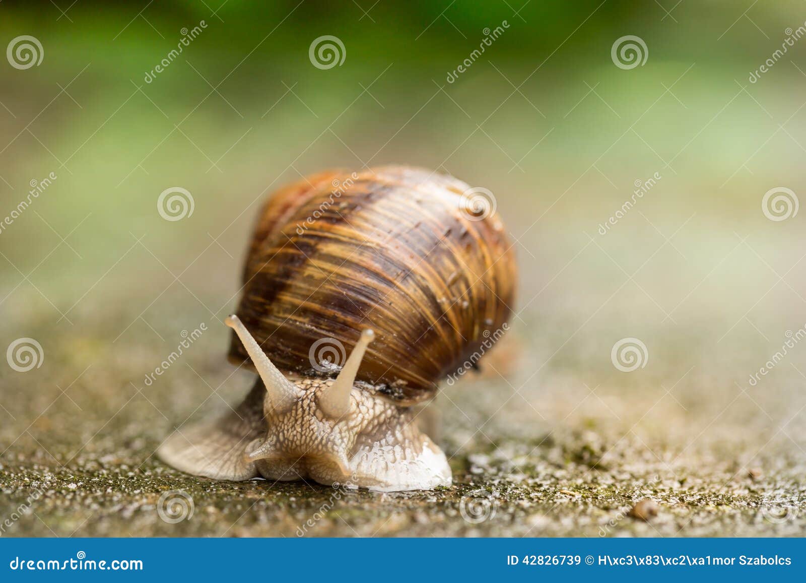 Face to face with snail stock image. Image of animal - 42826739