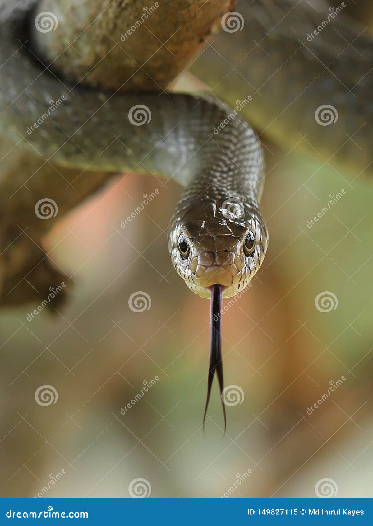Face to face with a snake stock image. Image of snake - 149827115