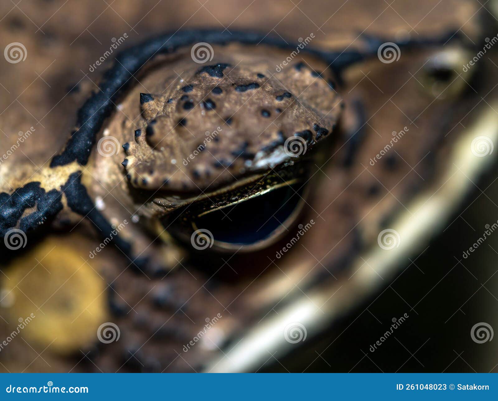 The Face of a Toad Bufo Melanostictus Stock Image - Image of toad, face ...