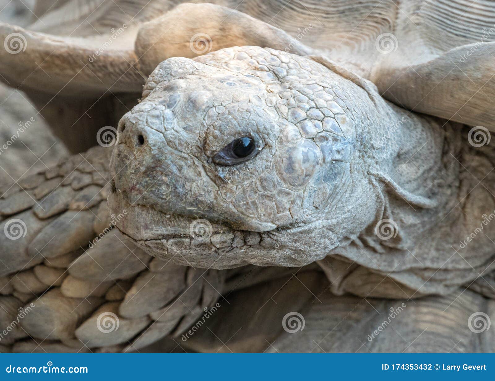 Face of a Tortoise stock photo. Image of hood, fragile - 174353432