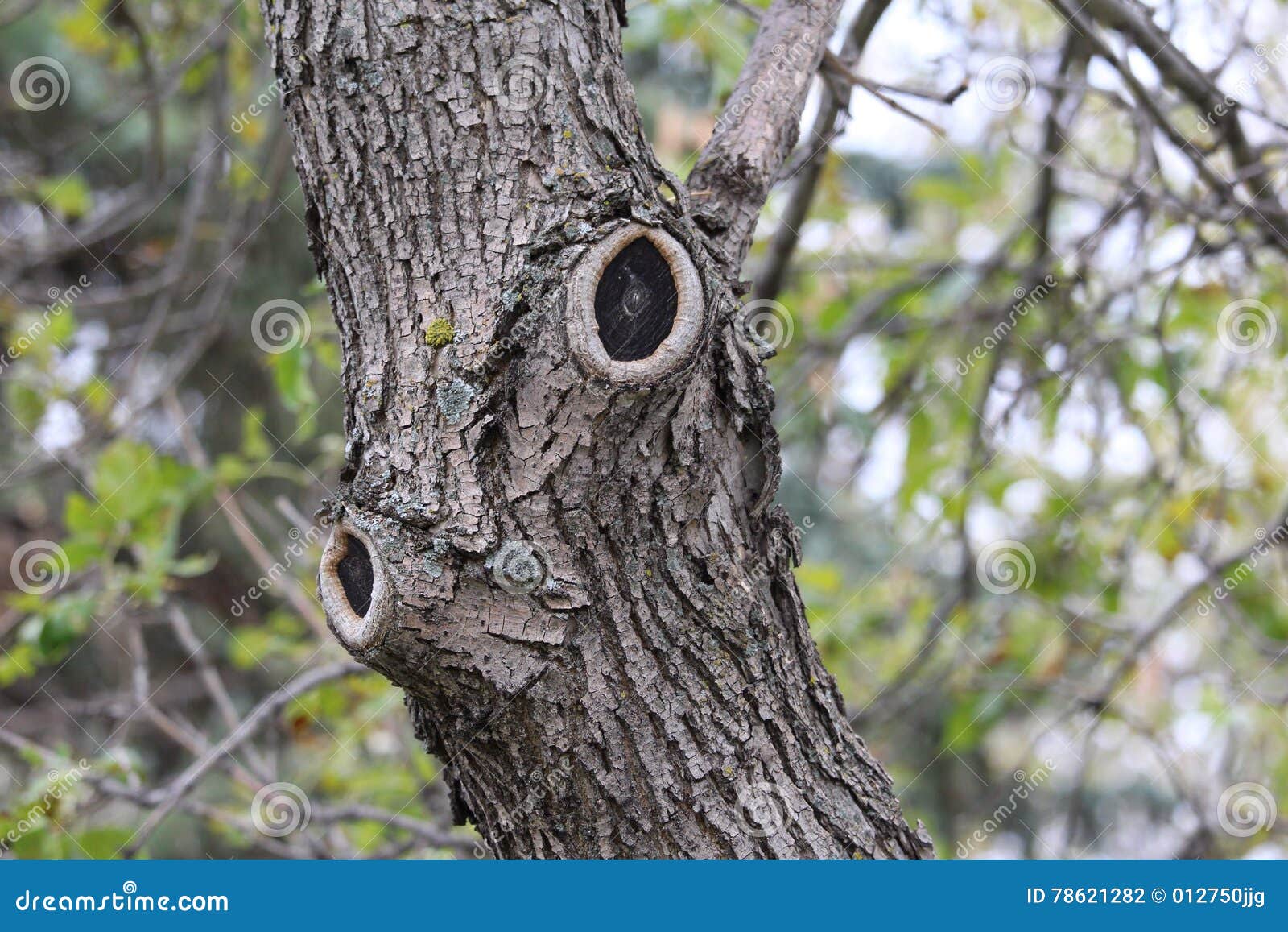 Face in a tree anomaly stock photo. Image of knots, face - 78621282