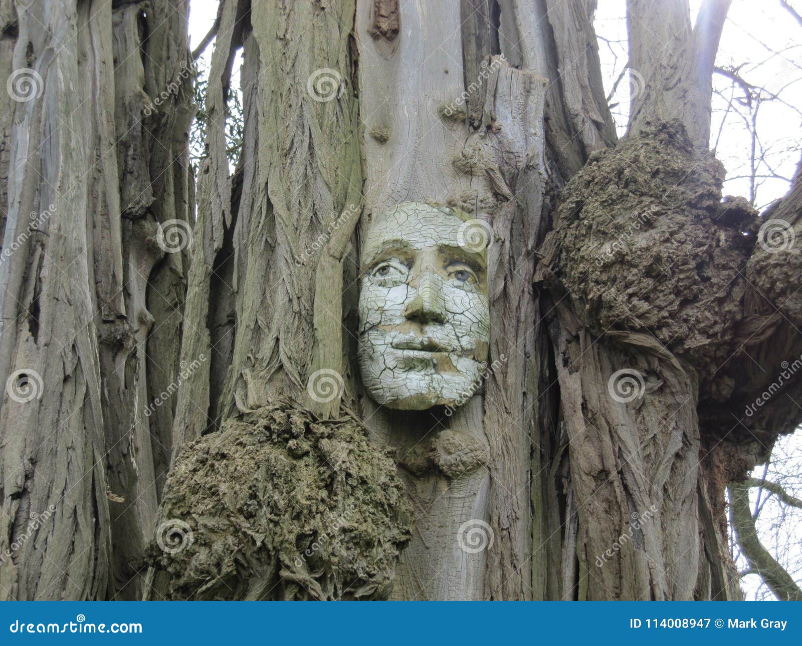 Face in a Tree stock image. Image of tree, wooden, carved - 114008947