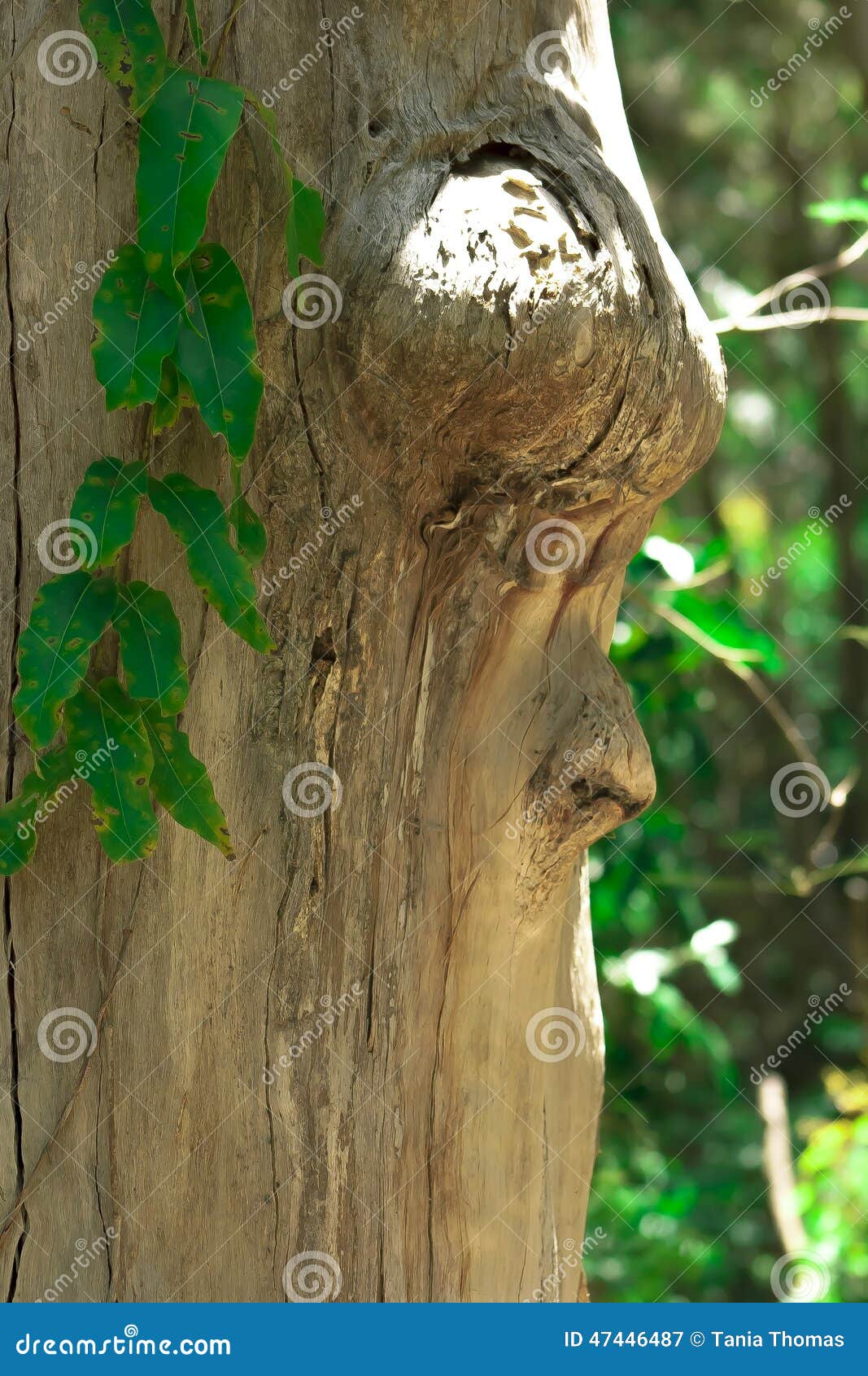 A face in the tree stock image. Image of head, organic - 47446487