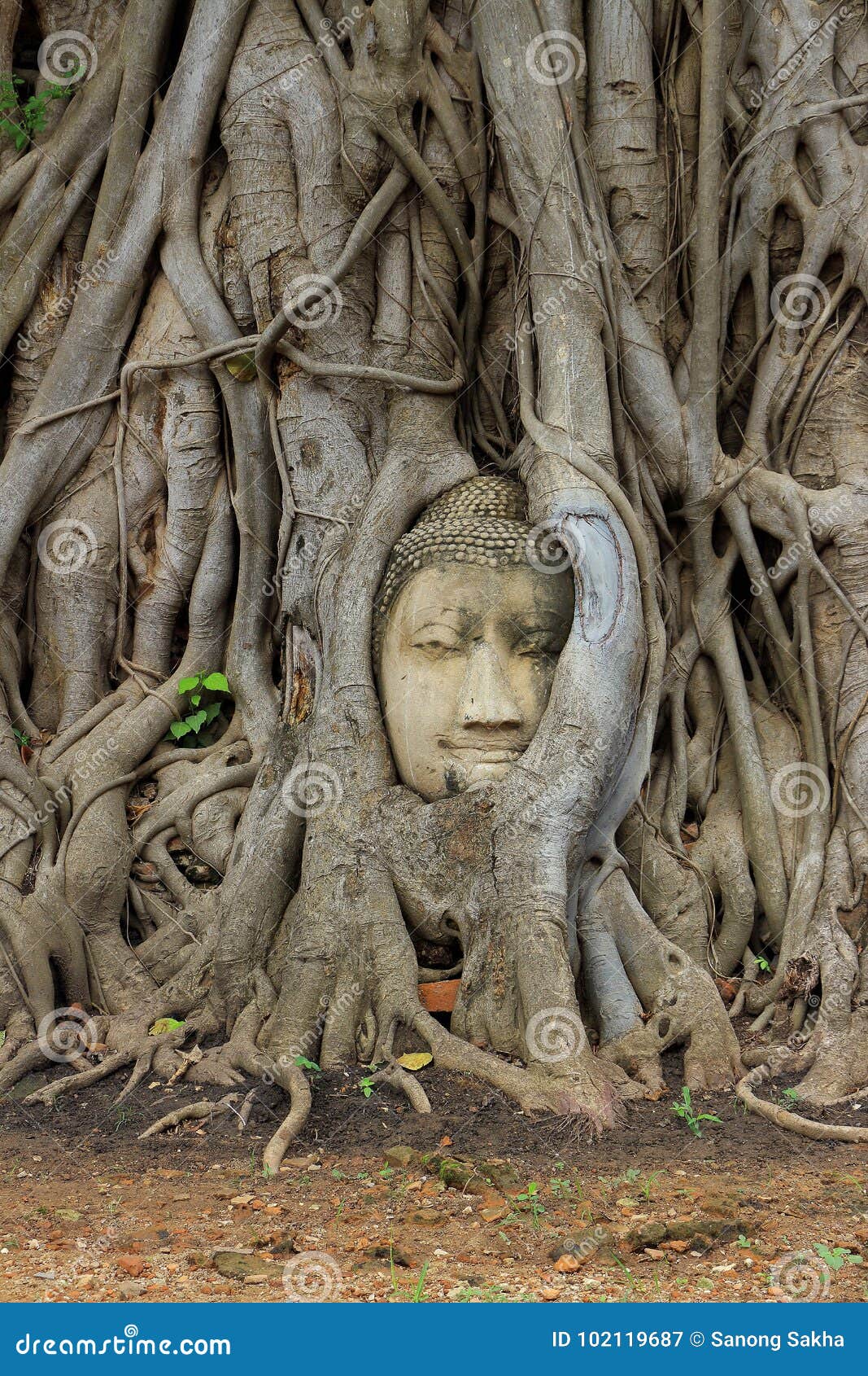 Face in tree stock image. Image of drawing, green, isolated - 102119687