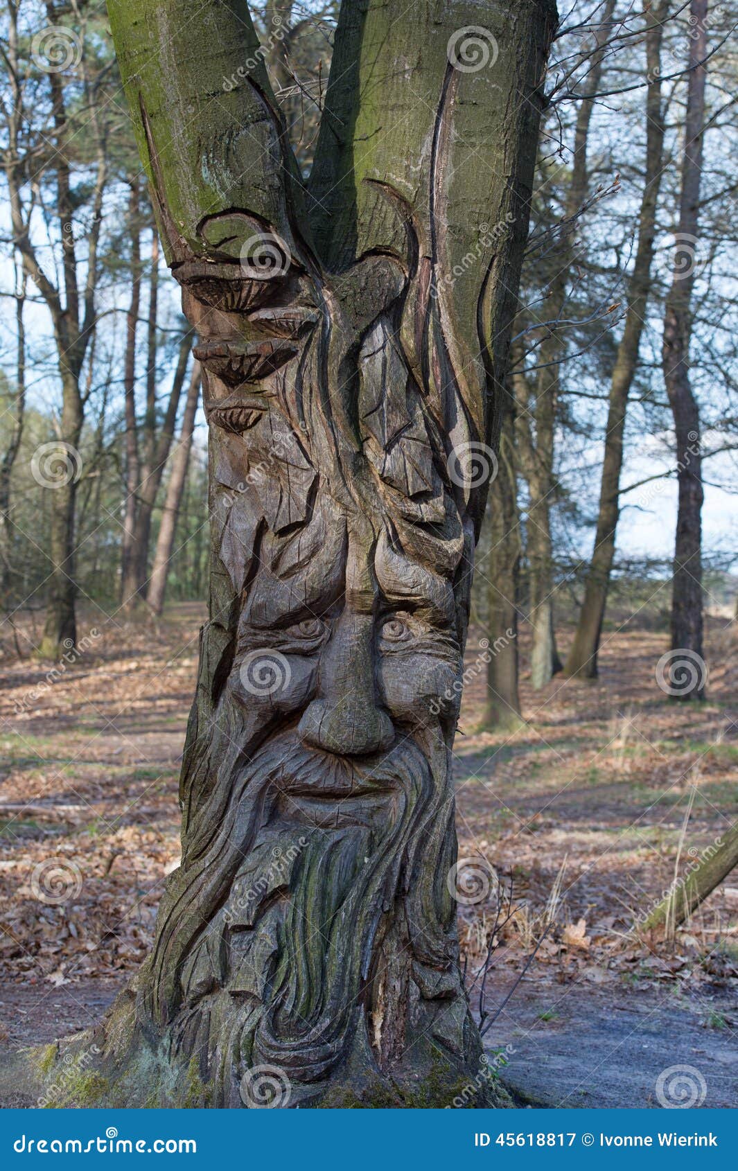 Face in tree stock image. Image of wood, carved, nature - 45618817