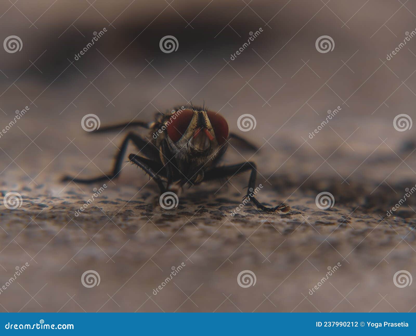 Face of tropical flies stock photo. Image of nature - 237990212