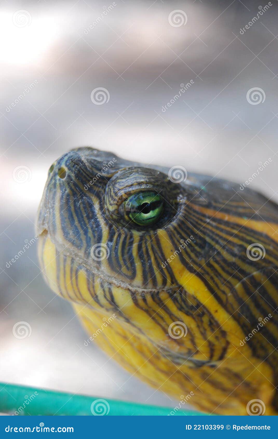 Face Turtle stock image. Image of reptile, animals, planet - 22103399