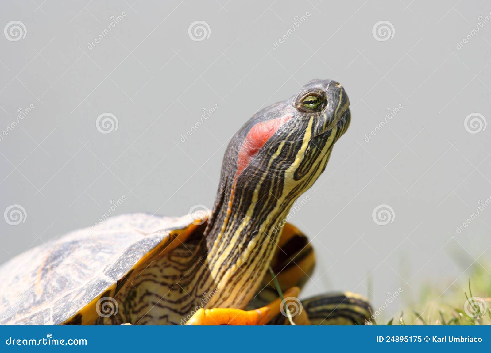 Face of turtle stock image. Image of water, amphibian - 24895175