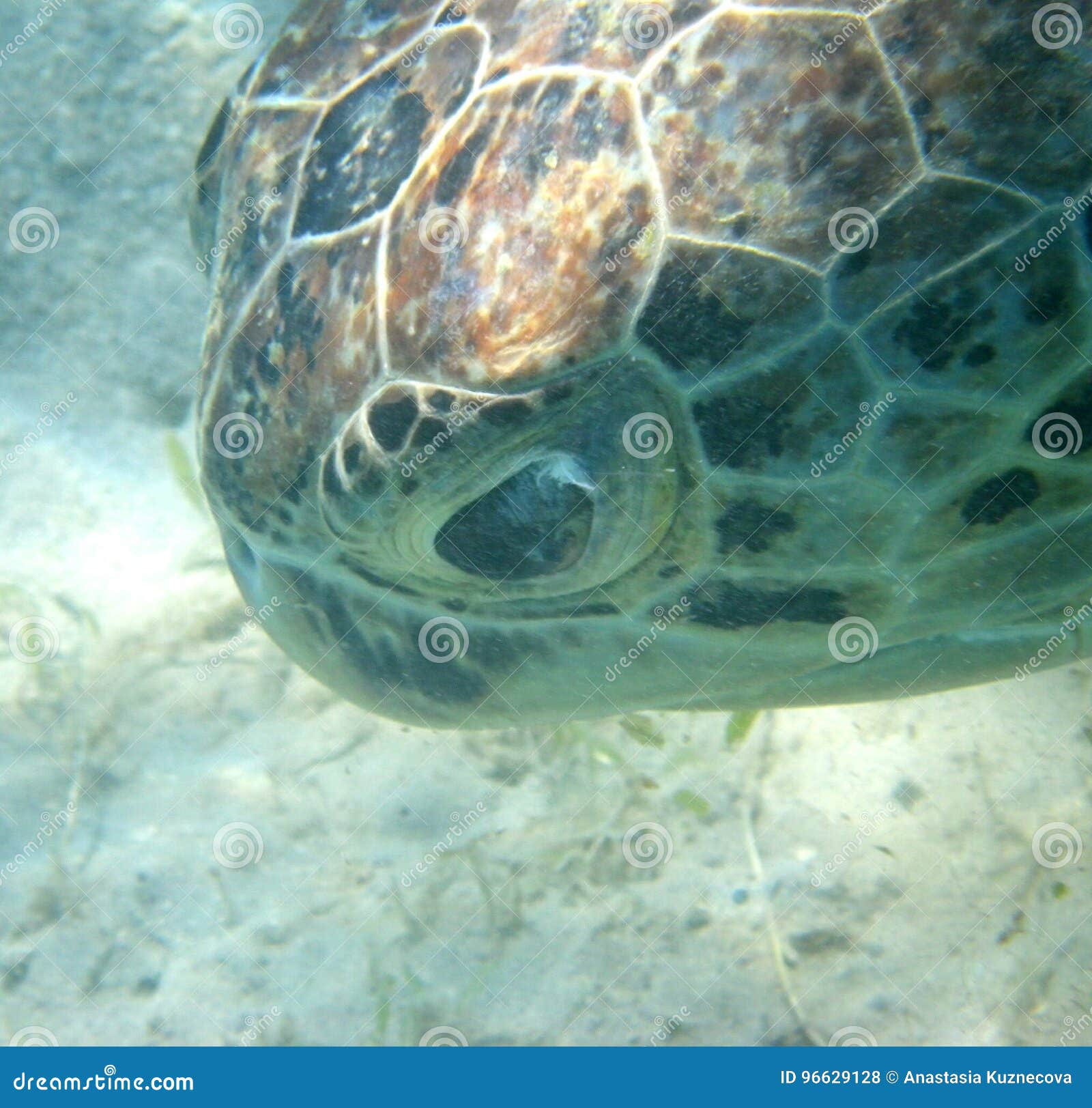 Face turtle stock photo. Image of face, turtle, grass - 96629128