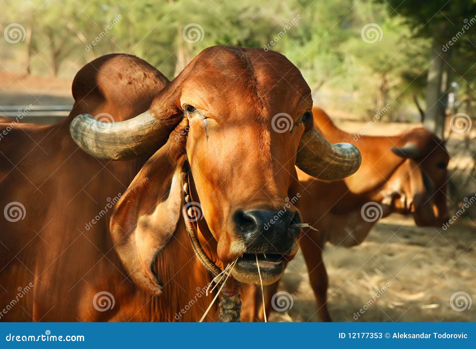 The Face and Upper Body of a Indian Golden Cow Stock Image - Image of ...