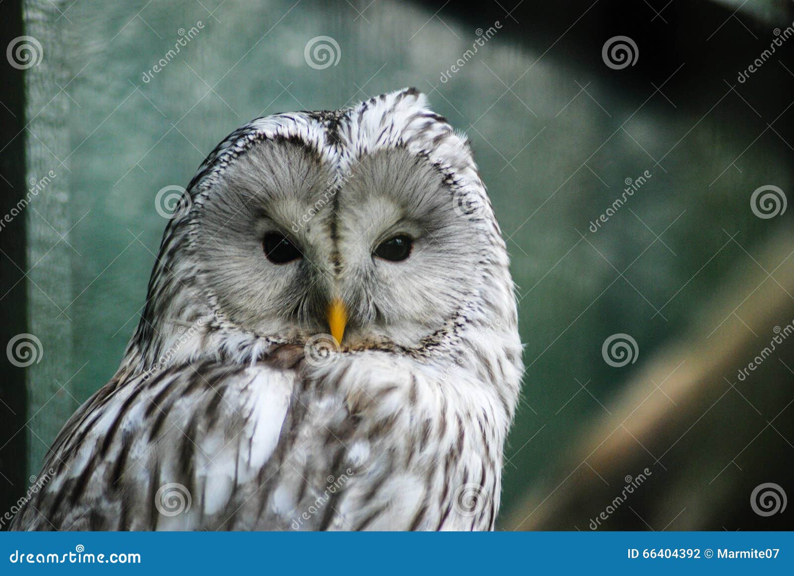 Face of Ural Owl stock photo. Image of young, great, face - 66404392