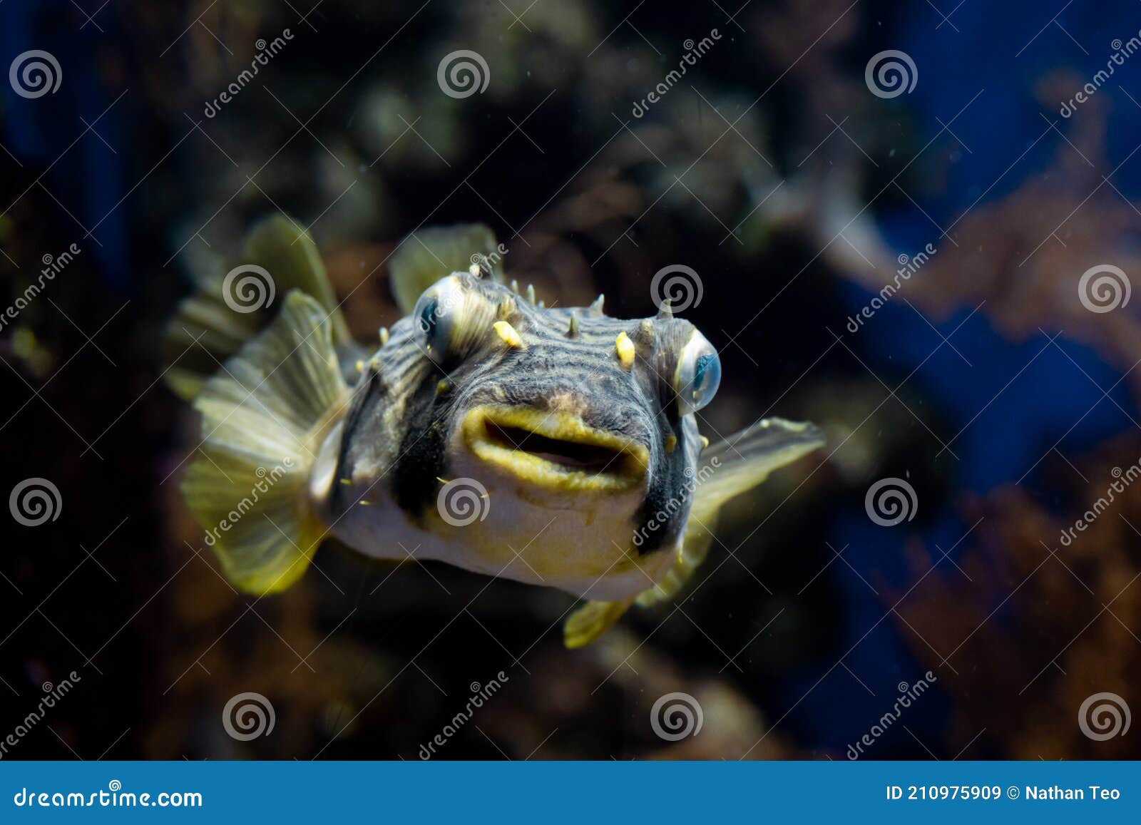 Face View of a Pufferfish in an Aquarium Stock Image - Image of ...