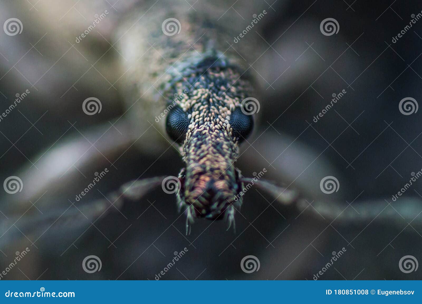 Face of Weevil Beetle in Macro Stock Photo - Image of macro, texture ...