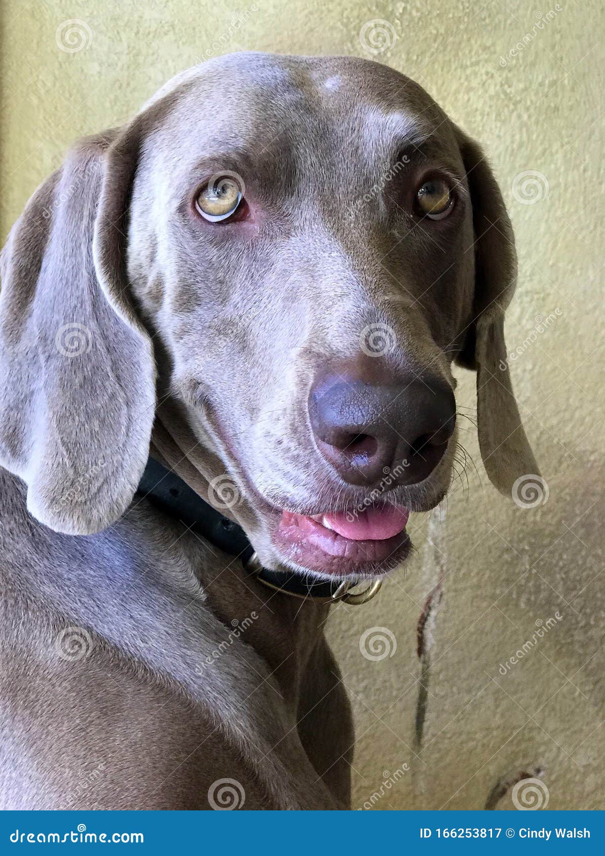 Face of a Weimaraner stock image. Image of mouth, looking - 166253817