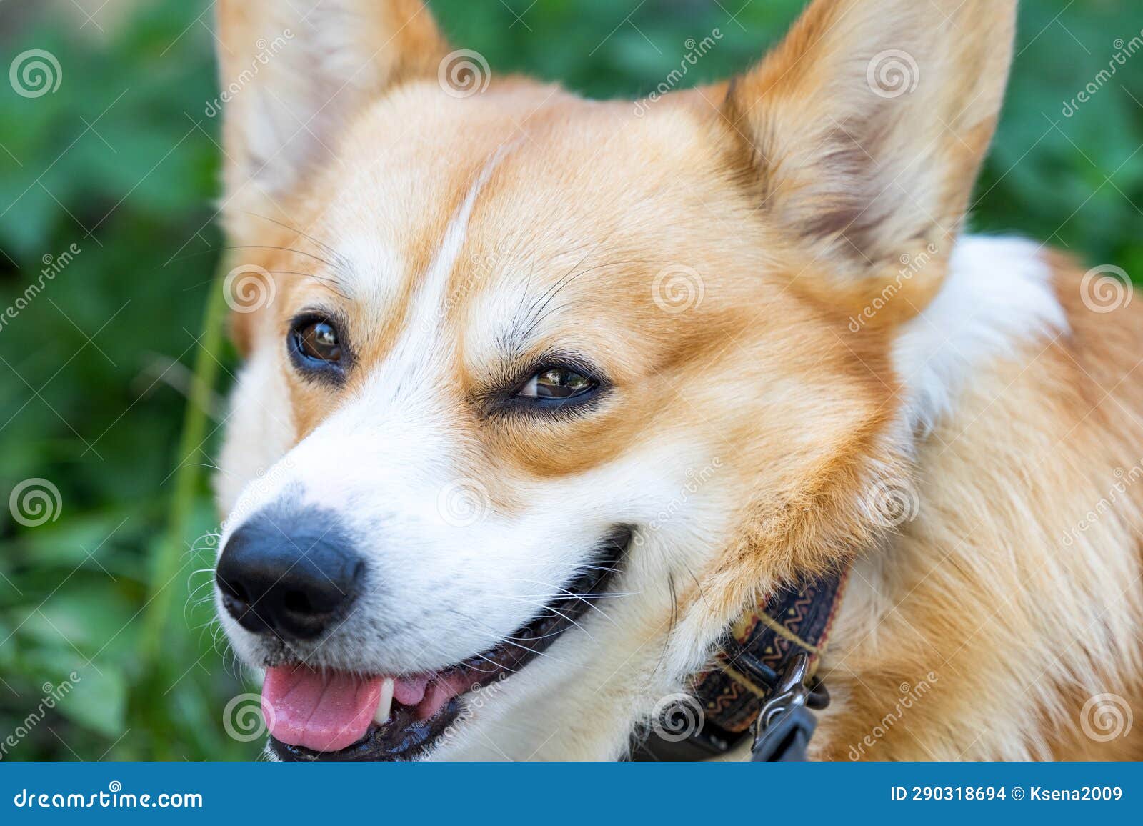 Face Welsh Corgi Pembroke stock photo. Image of doggie - 290318694