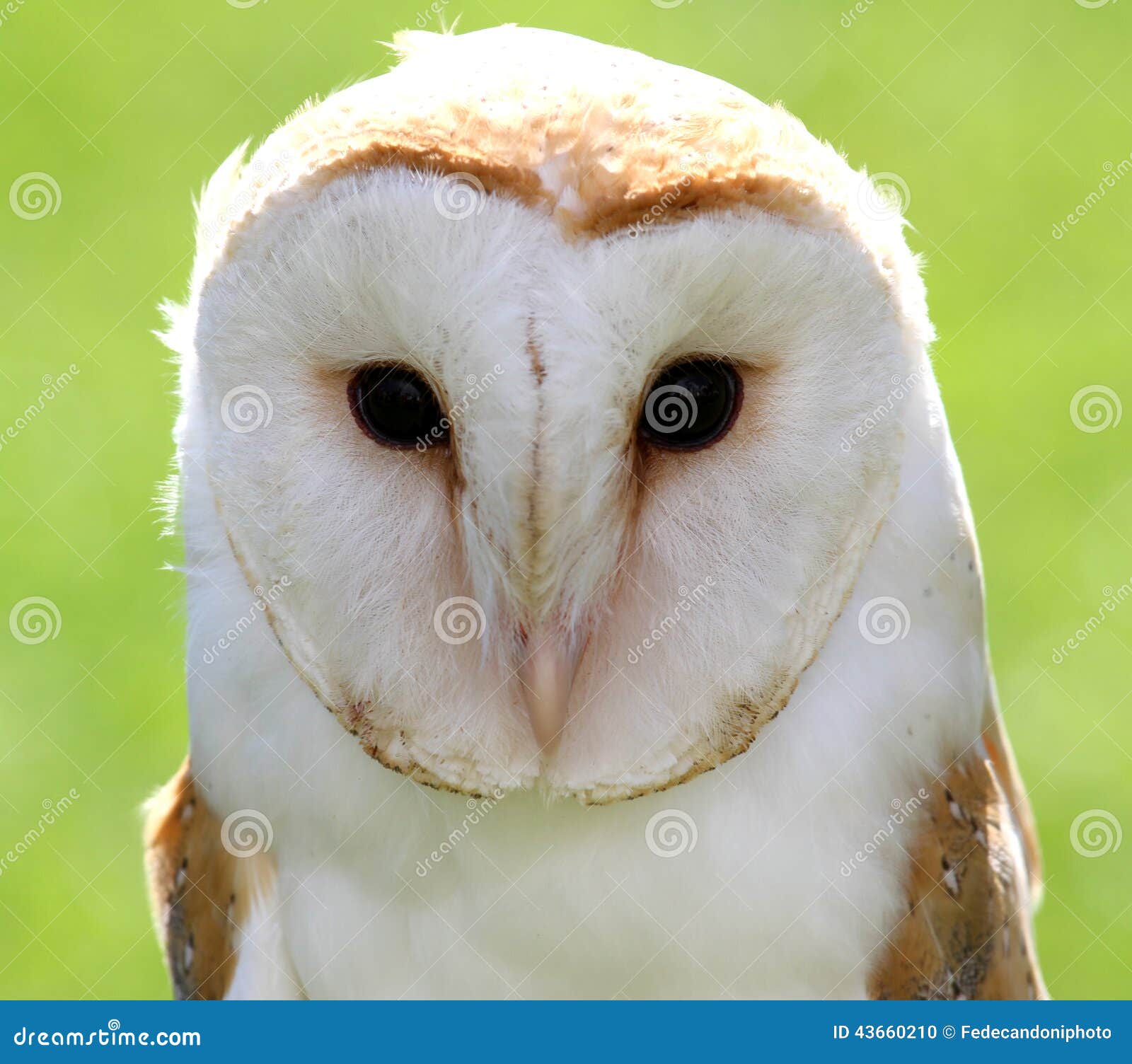 Face of a White OWL in the Forest Stock Photo - Image of wing, barn ...
