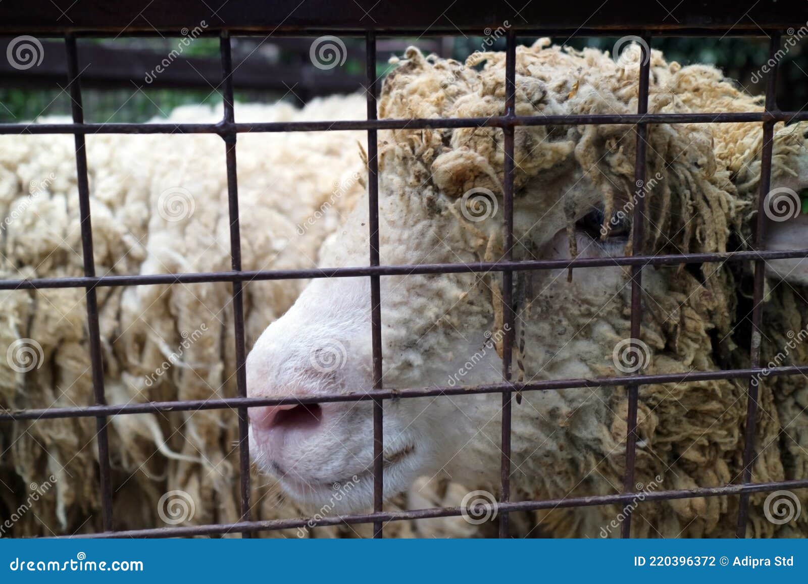 The Face of a White Sheep in the Cage Stock Photo - Image of shot ...
