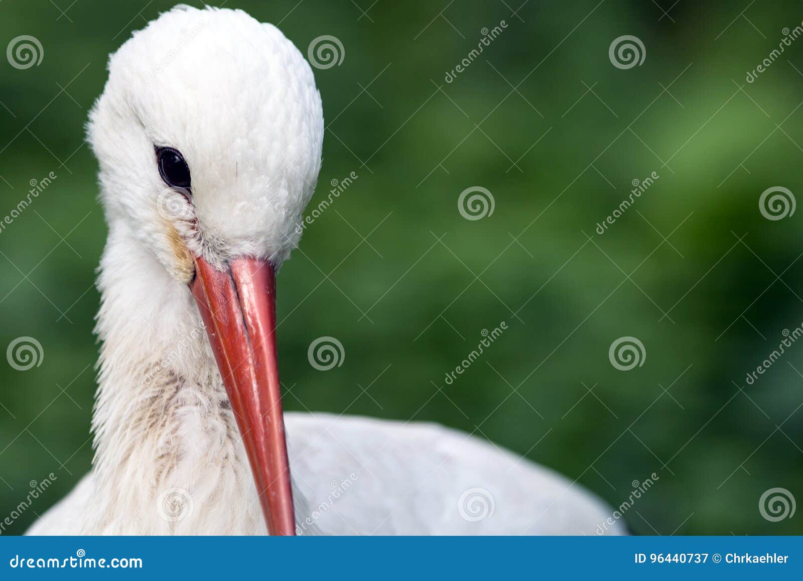 Face of a white stork stock image. Image of looking, wader - 96440737