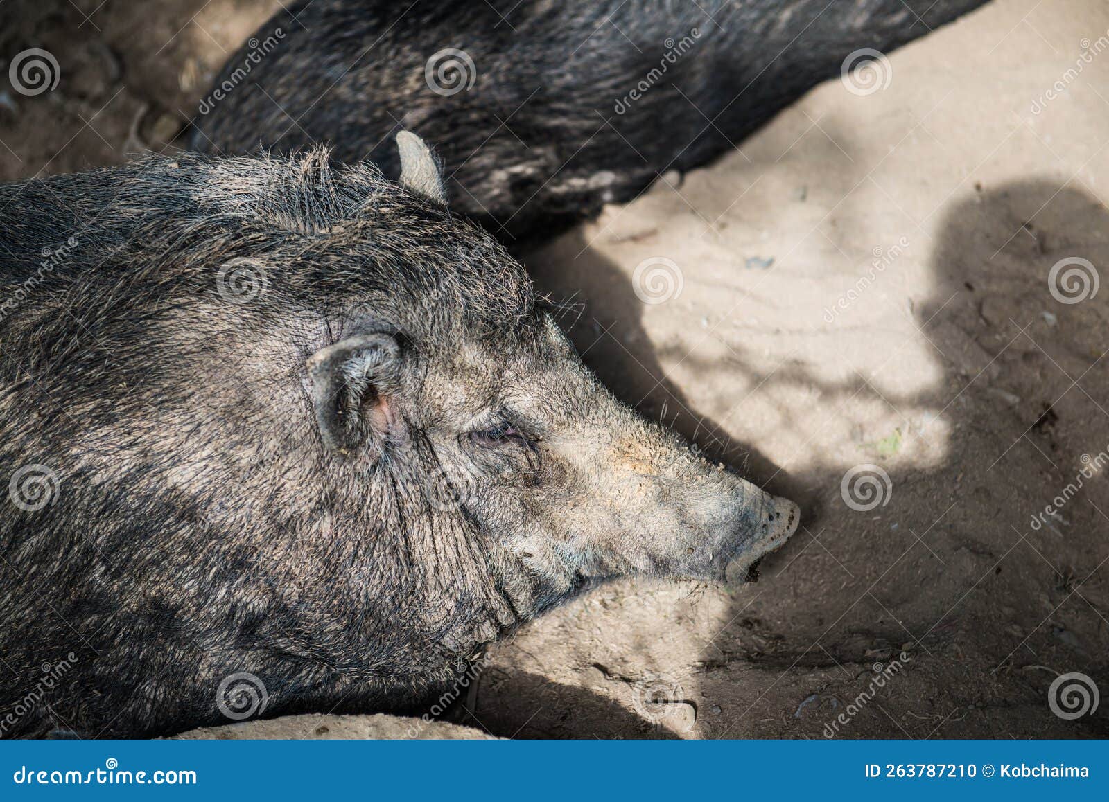 Face of wild boar stock photo. Image of black, boar - 263787210