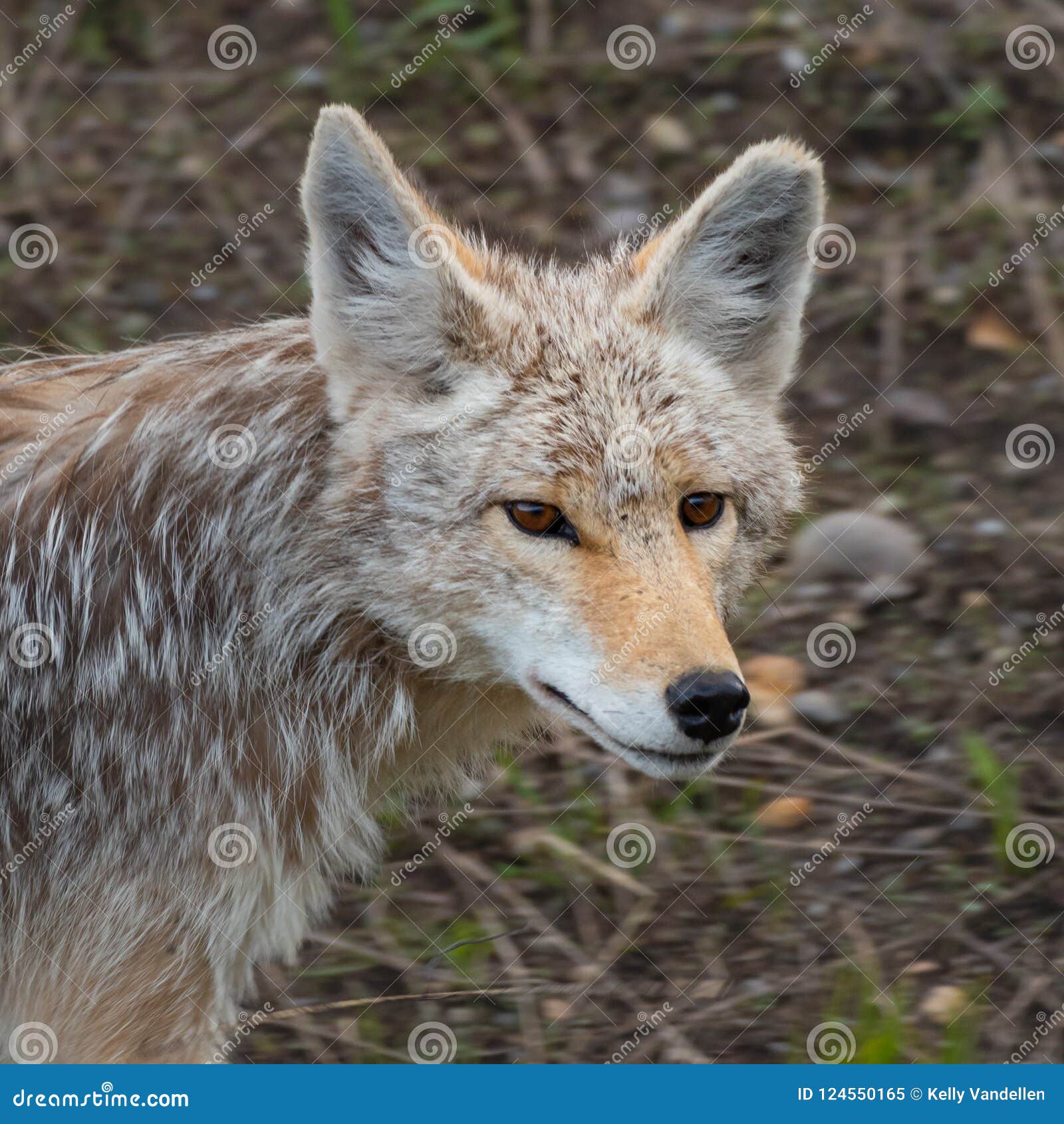 Face Coyote Stock Photos - Download 250 Royalty Free Photos