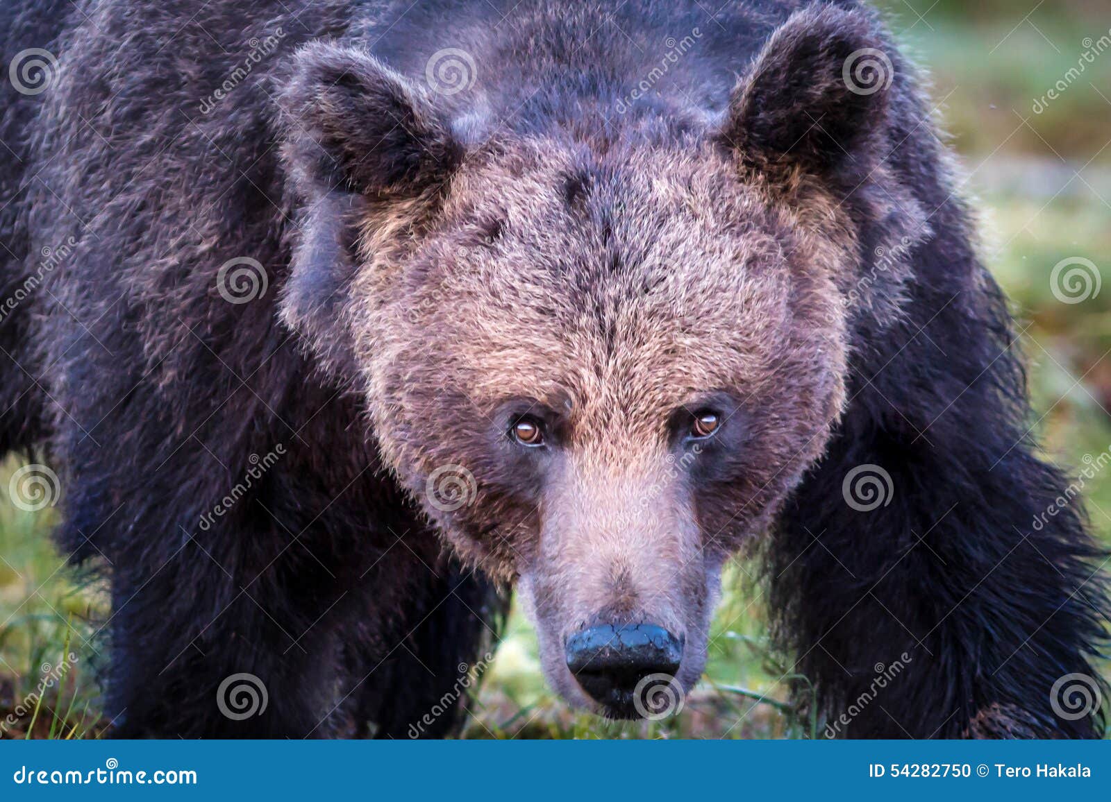 Face of a Wild Male Brown Bear Stock Photo - Image of eares, rare: 54282750