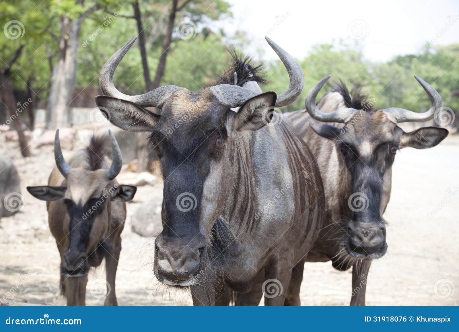 Face of wilderbeast stock photo. Image of wilderbeast - 31918076
