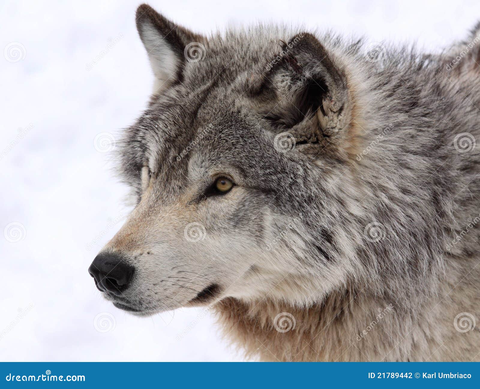 Face of wolf stock photo. Image of wildlife, canada, nature - 21789442