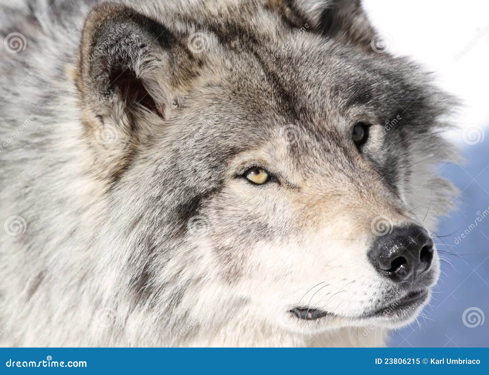 7,073 Face Gray Wolf Photos - Free & Royalty-Free Stock Photos from ...