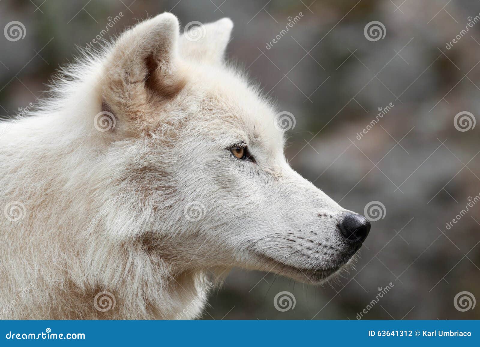 Face of wolf stock photo. Image of autumn, wolf, face - 63641312