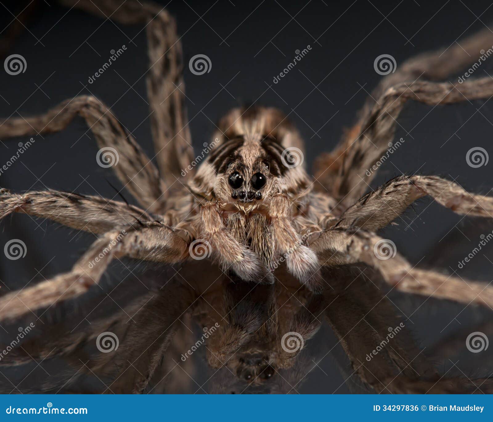 Face of a Wolf Spider stock photo. Image of lycosidae - 34297836