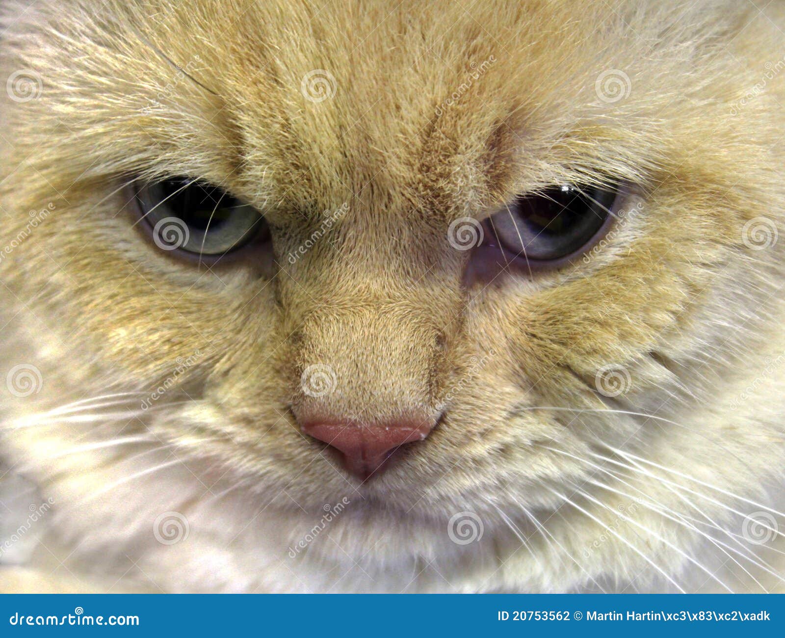 Face of wrathful cat stock photo. Image of face, domestic - 20753562