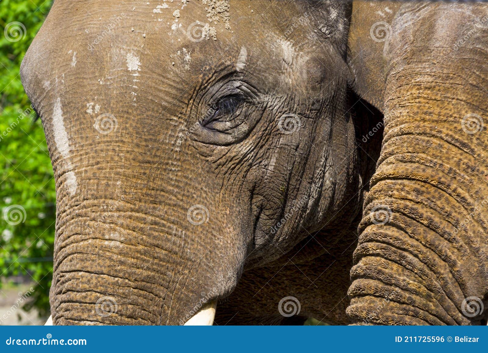 Face of a Young Asian Elephant Bull Stock Photo - Image of elephant ...