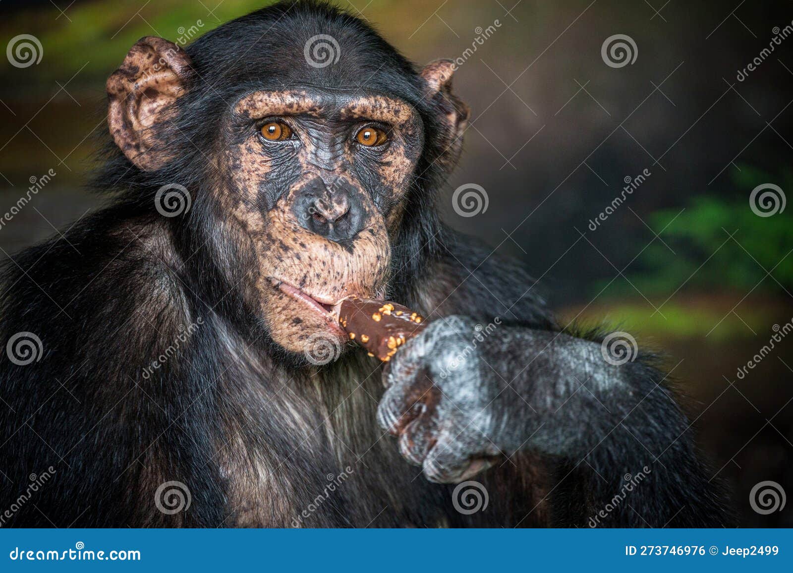 Face of chimpanzee. stock photo. Image of funny, wildlife - 273746976