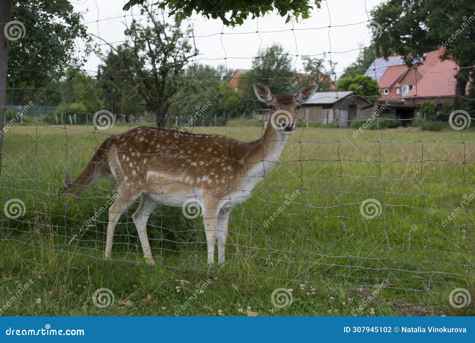 A Young Deer Behind Bars. Close Up. Stock Photo - Image of mammal, wild ...
