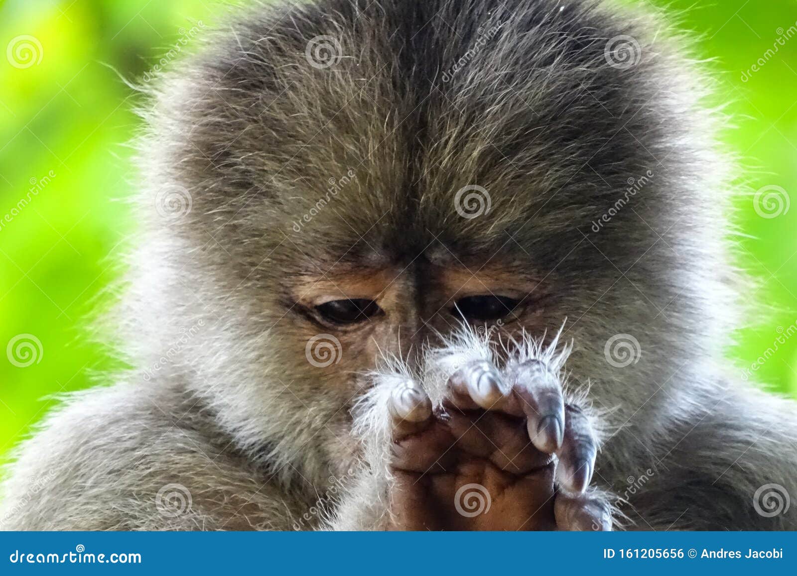 Face of a Young Male Capuchin Monkey Stock Photo - Image of eyes ...