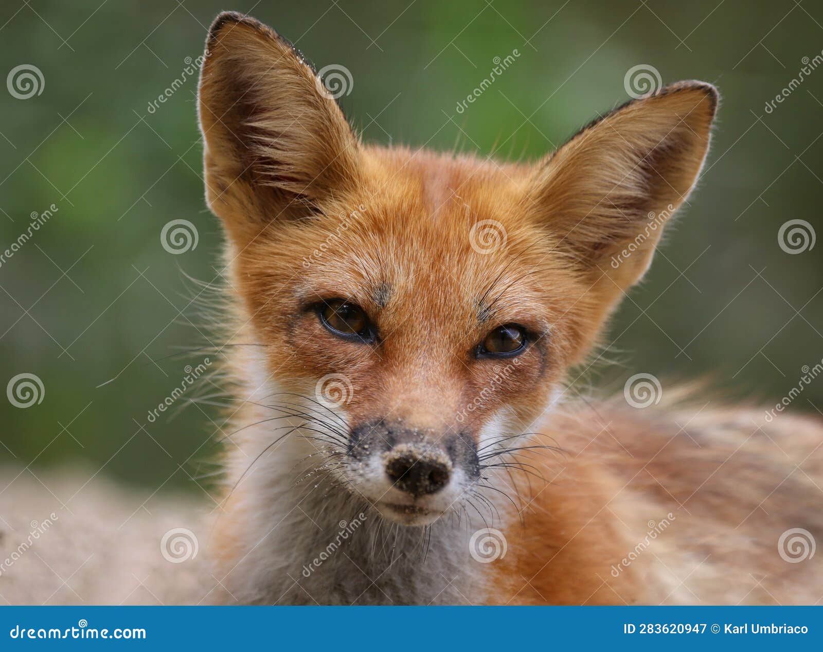 Face of young red fox stock image. Image of young, nose - 283620947