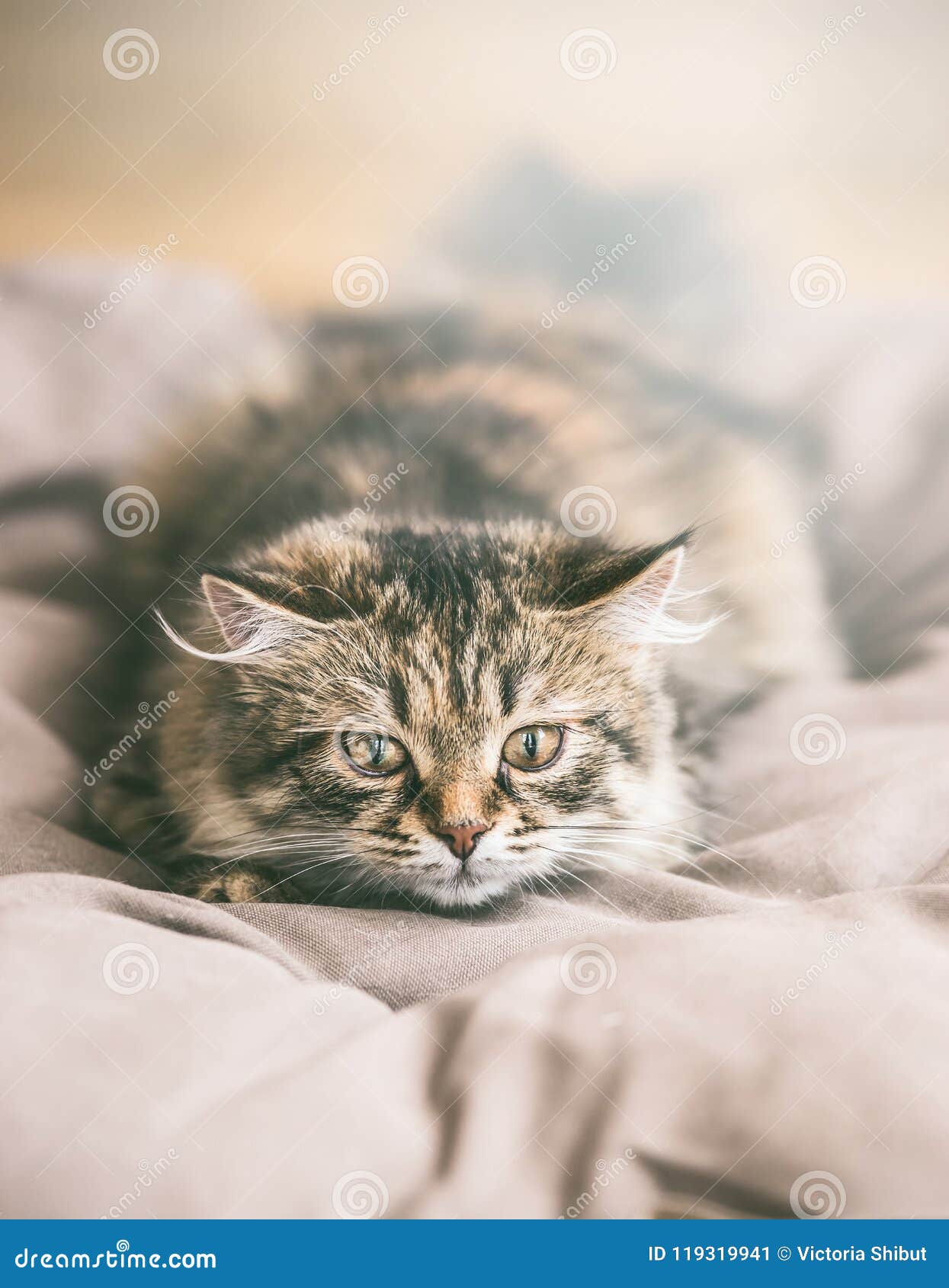 Face of Young Siberian Cat Hunt Stock Image - Image of adorable ...