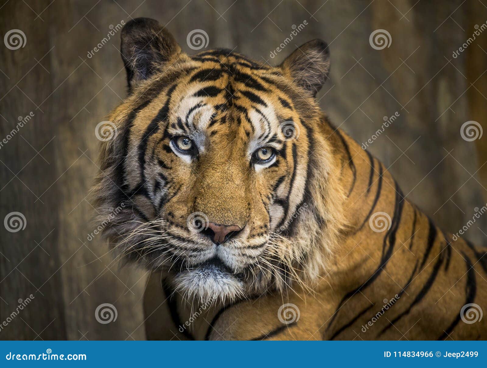 Faces of Asian tigers. stock photo. Image of animal - 114834966