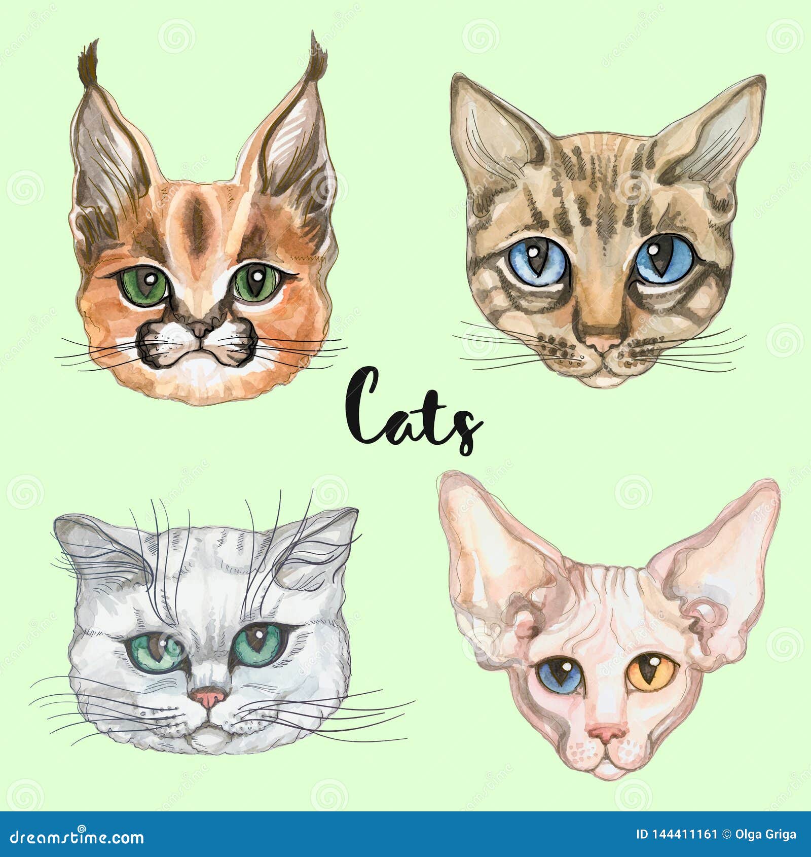 Faces of Cats of Different Breeds. Set. Vector. Watercolor Stock ...