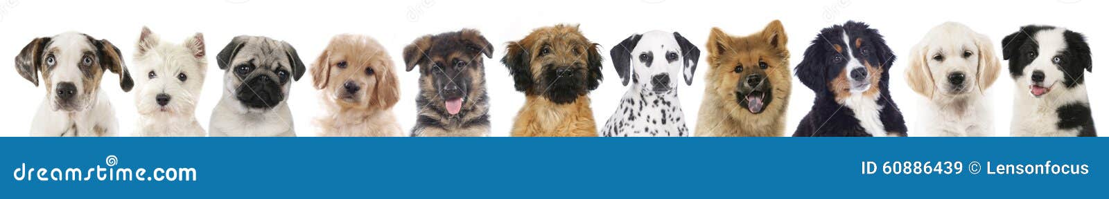 Faces of different dogs stock image. Image of collie - 60886439