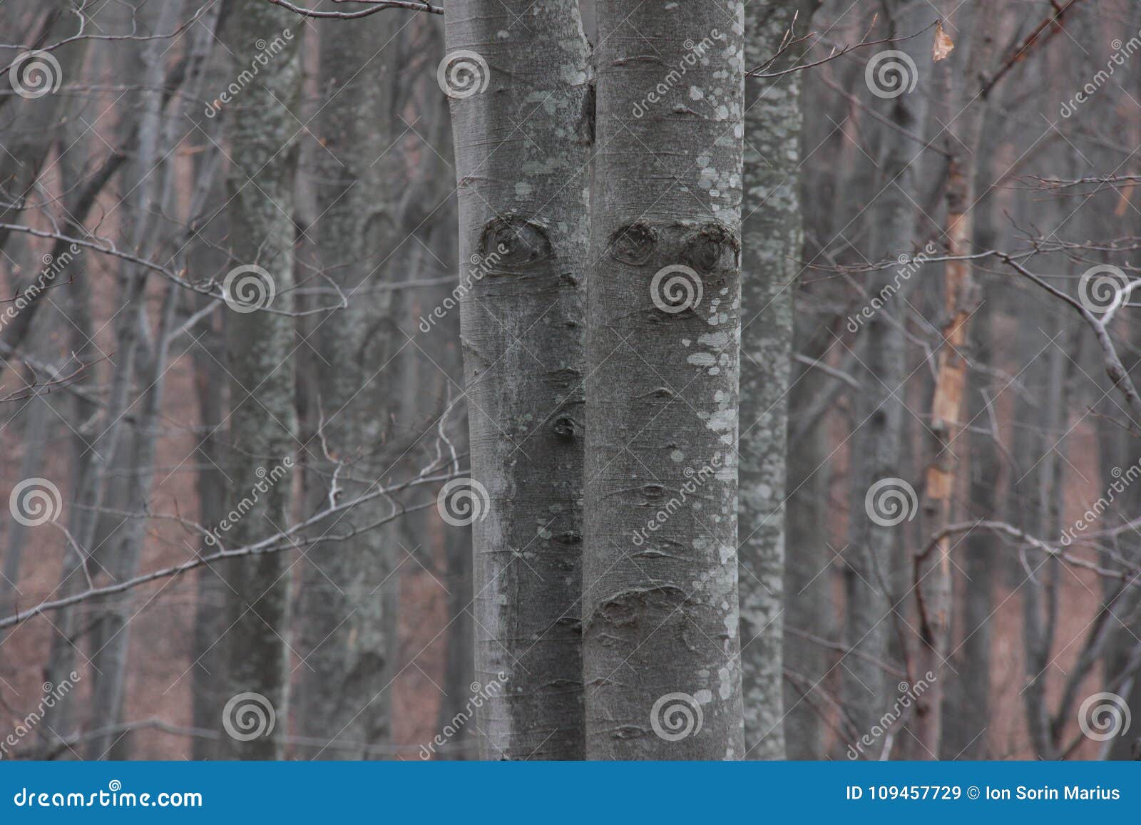 Faces on trees in forest stock image. Image of faces - 109457729