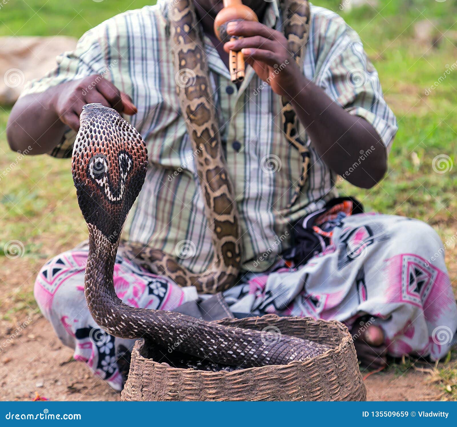 Fachiro Del Serpente Che Gioca Cobra Reale Immagine Stock - Immagine di ...