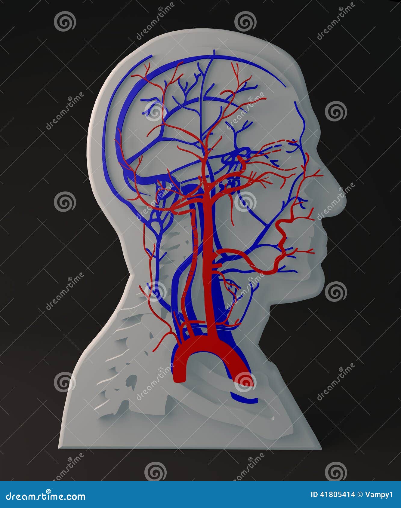 Facial Artery and Veins Circulatory System, Section Head Stock ...