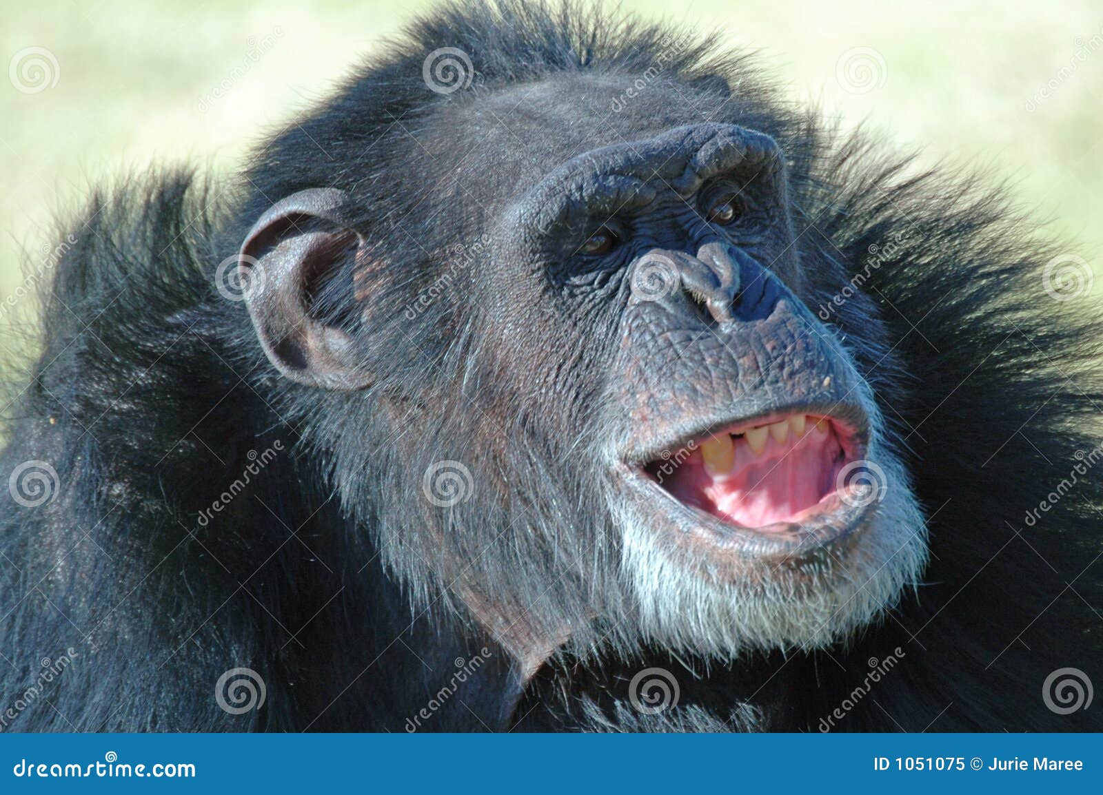 Facial Expression. stock image. Image of cute, humor, chimp - 1051075