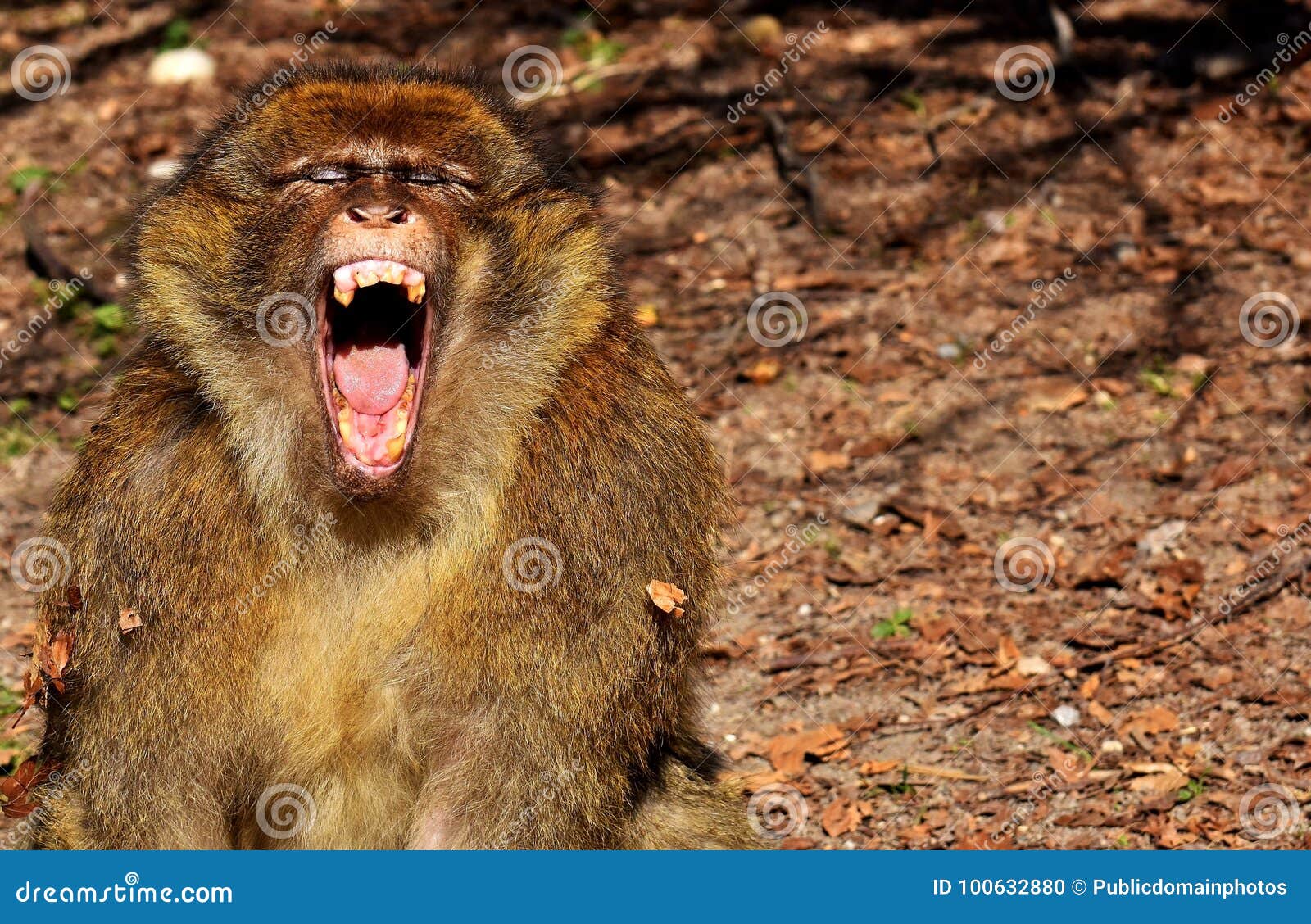 Facial Expression, Fauna, Mammal, Wildlife Picture. Image: 100632880