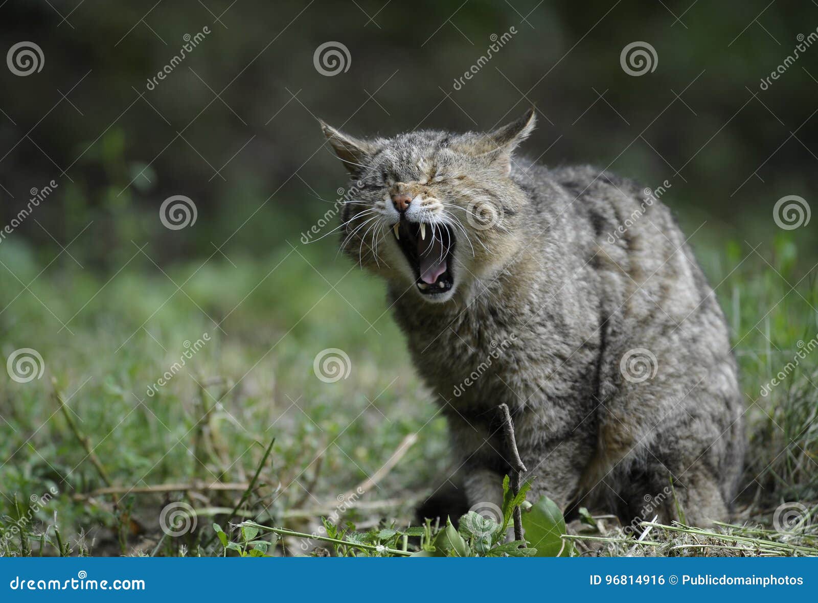 Facial Expression, Wild Cat, Mammal, Fauna Picture. Image: 96814916