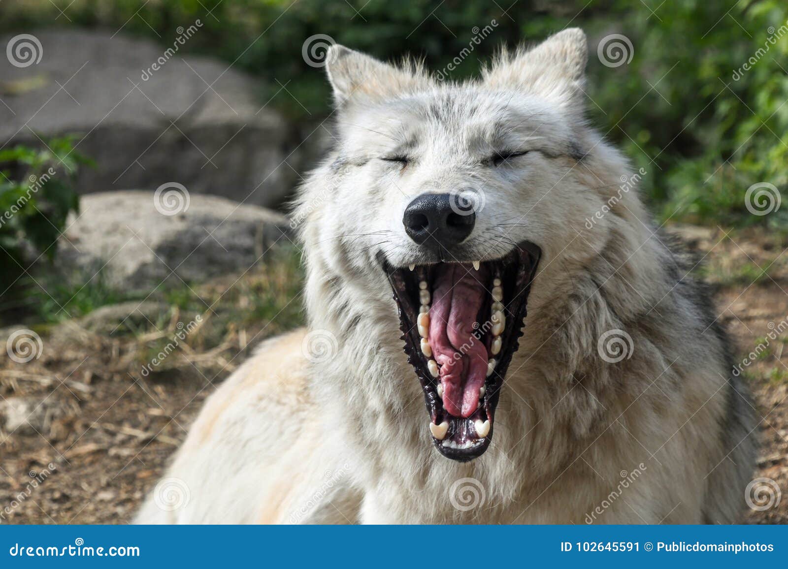 Facial Expression, Wildlife, Wolf, Fauna Picture. Image: 102645591