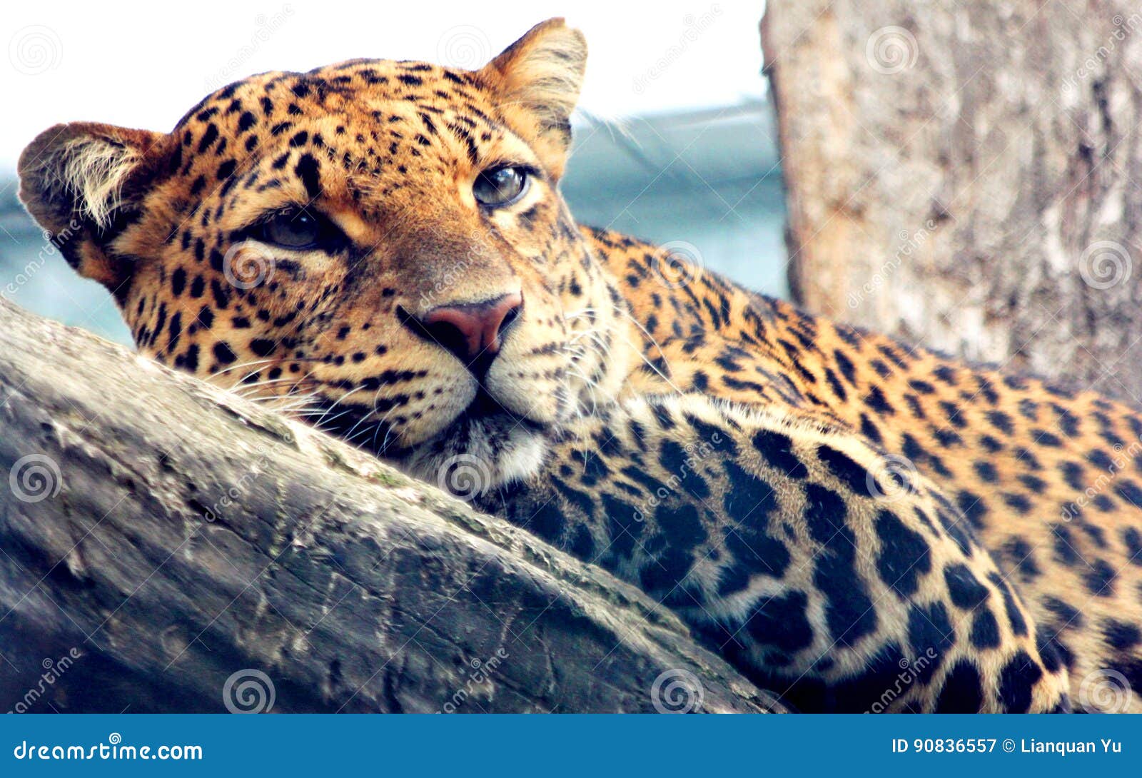 Facial Features of Javan Leopard Stock Image - Image of asian, africa ...