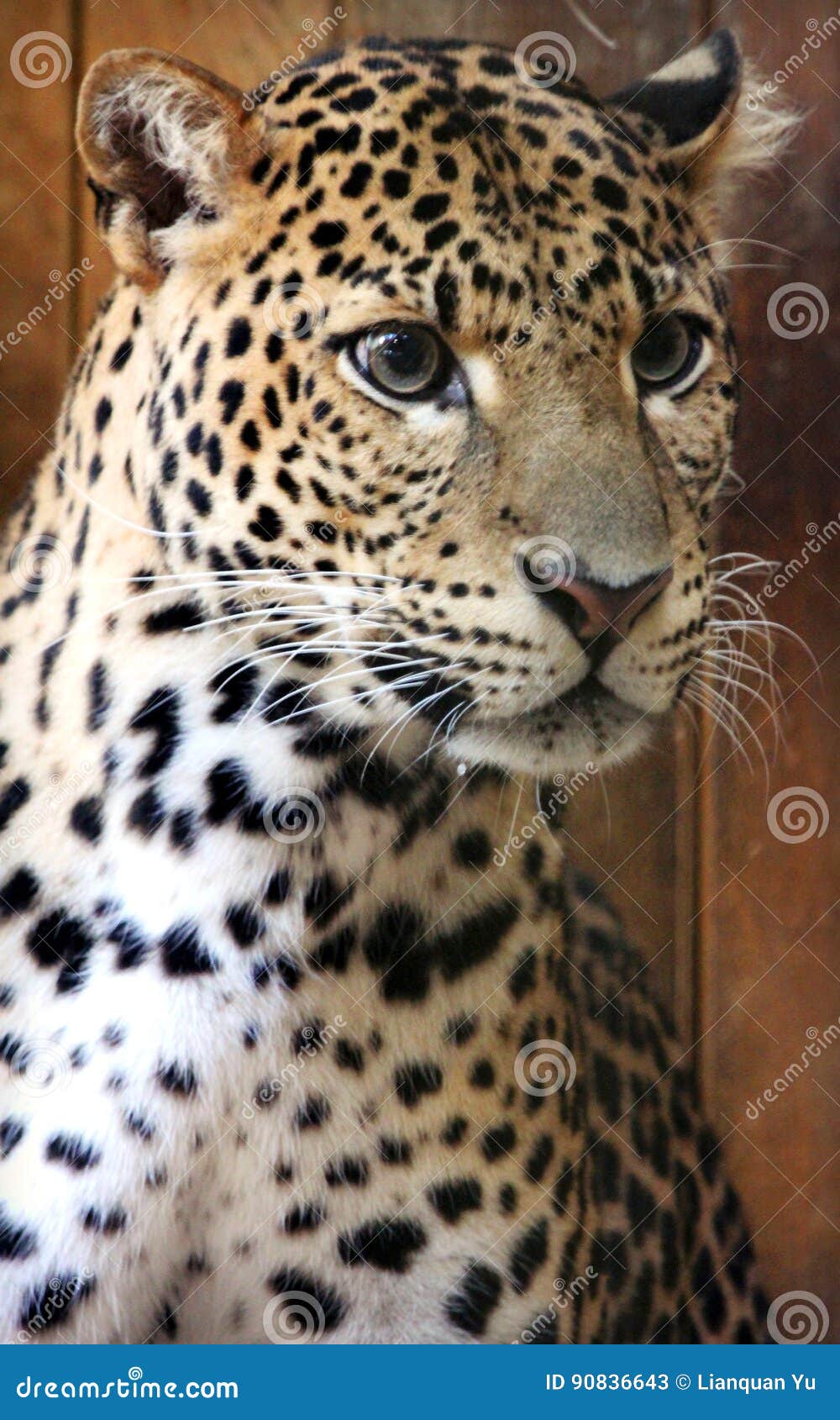 Facial Features of Javan Leopard Stock Image - Image of female, africa ...